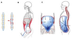 The Diaphragm: It Does More Than We Think - Breathing & Core Stability!
