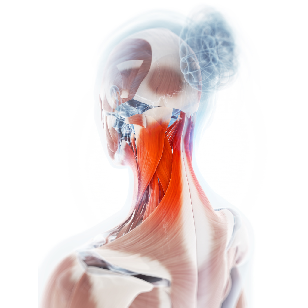 Top 3 Exercises for Neck Pain - Sports Chiropractor Brookfield, WI